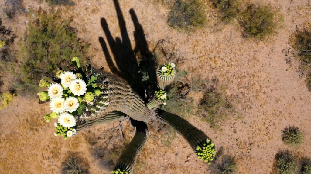 Events Calendar | Salt River Pima-Maricopa Indian Community