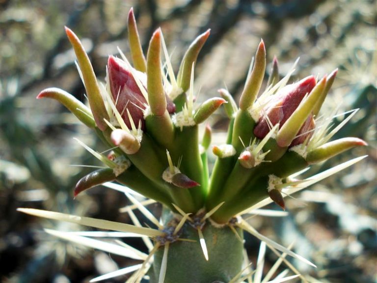 Proposed Name Change of SRPMIC | Salt River Pima-Maricopa Indian Community